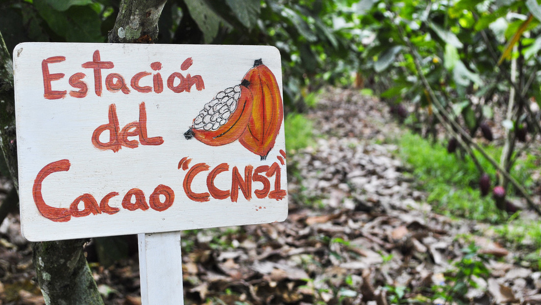 Alerta sobre entrada a Venezuela del cacao clonado CCN-51 – Ensartaos